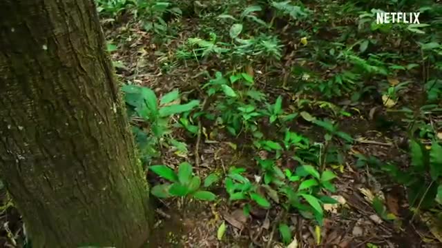 Our Planet | Jungles - نماشا
